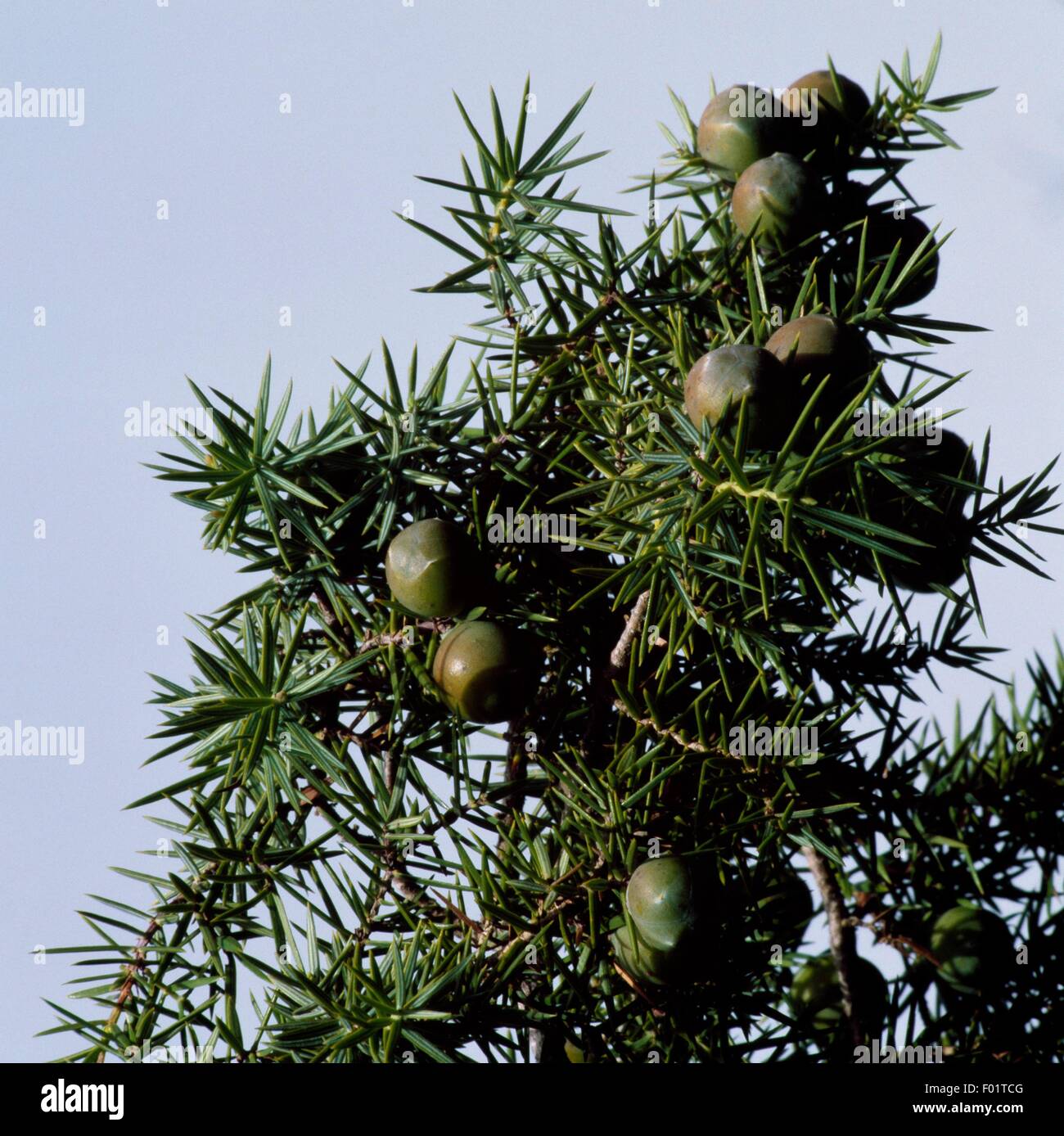 Needles and wild Prickly Juniper (Juniperus oxycedrus), Supramonte of ...