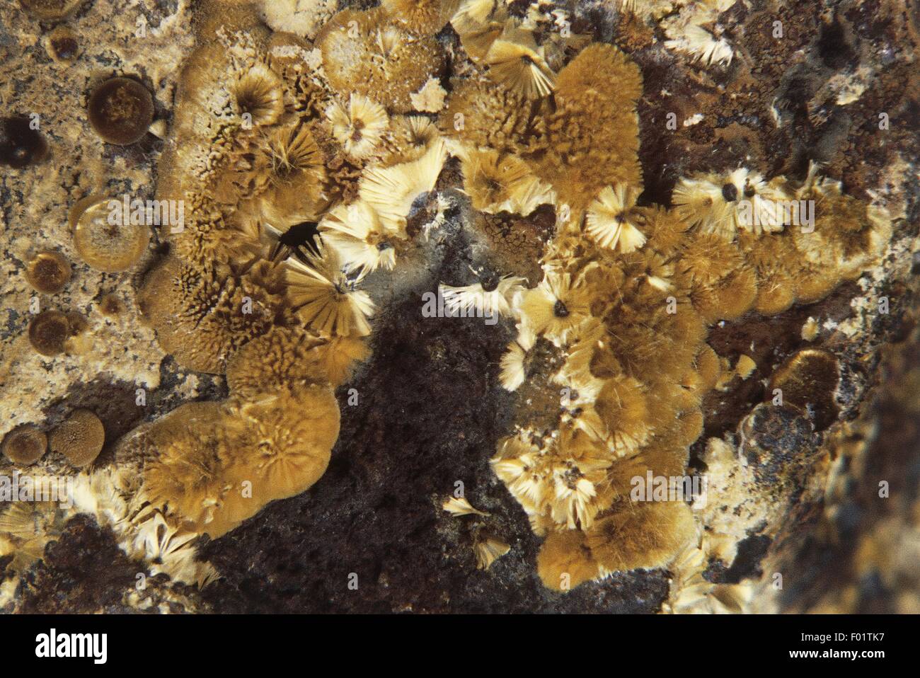 Hydrated iron oxide hydroxide hi-res stock photography and images - Alamy