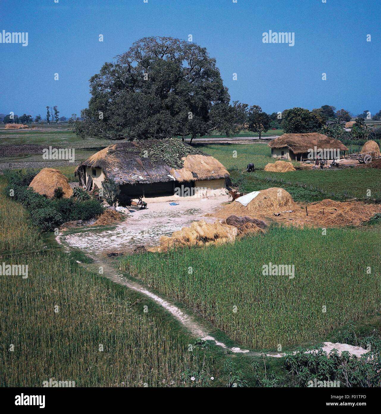 Terai area hi-res stock photography and images - Alamy