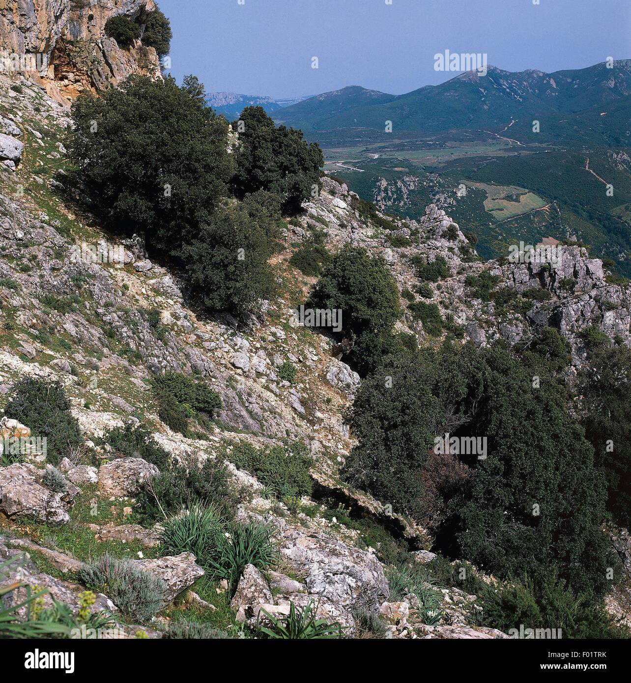 Quercus ilex italy hi-res stock photography and images - Alamy