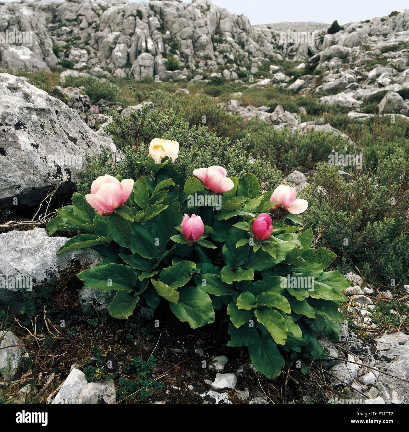Wild Peony (Paeonia mascula), Supramonte of Oliena, National Park of ...