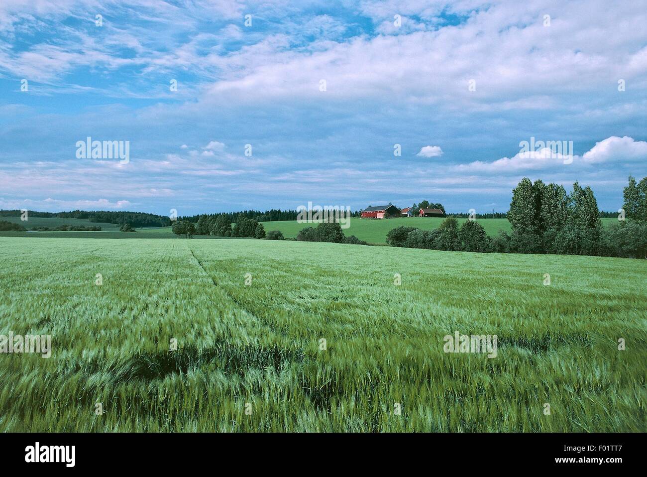 Fields planted with barley, Norway Stock Photo - Alamy
