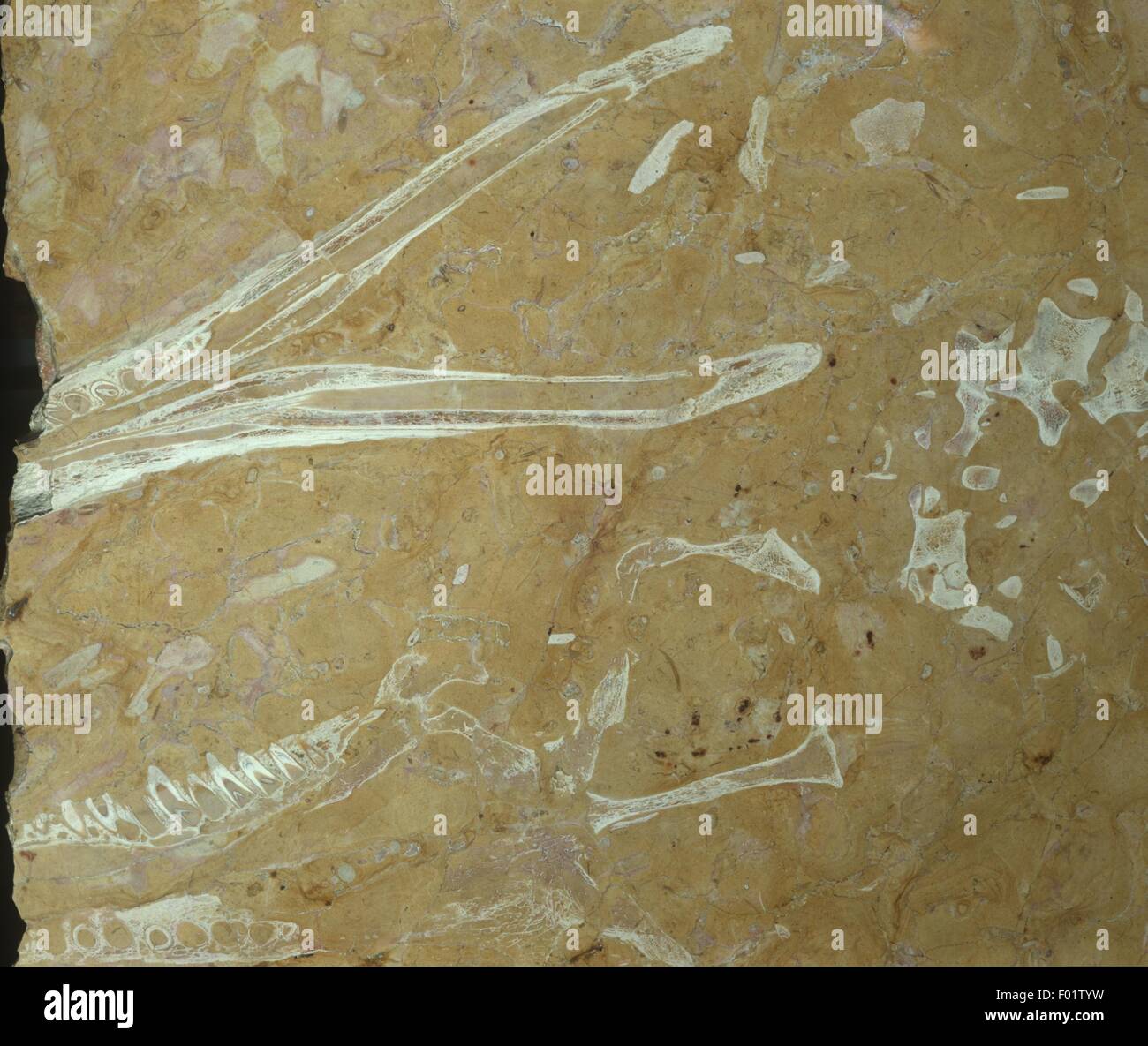 No backbone hi-res stock photography and images - Alamy