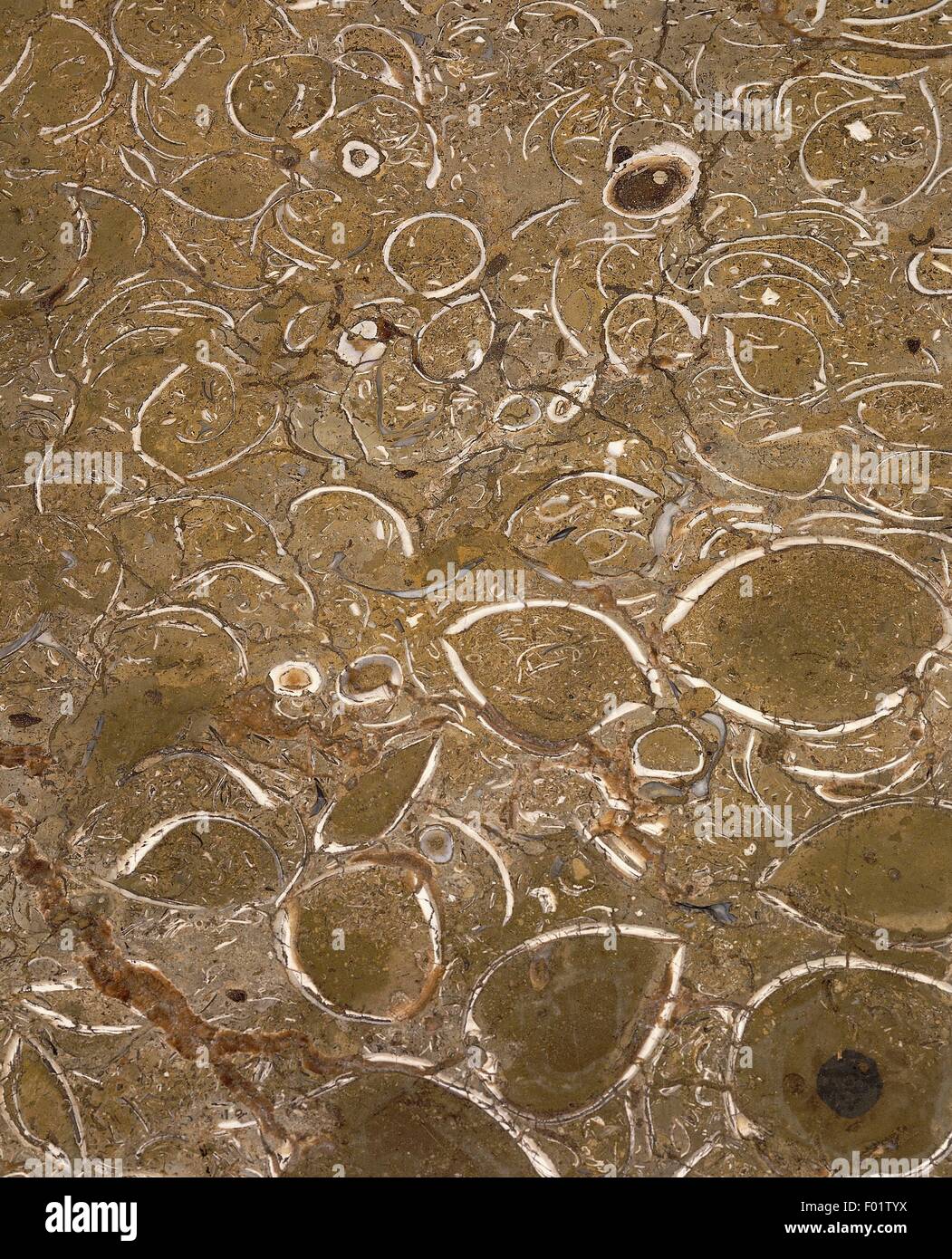 Fossil shells hi-res stock photography and images - Alamy