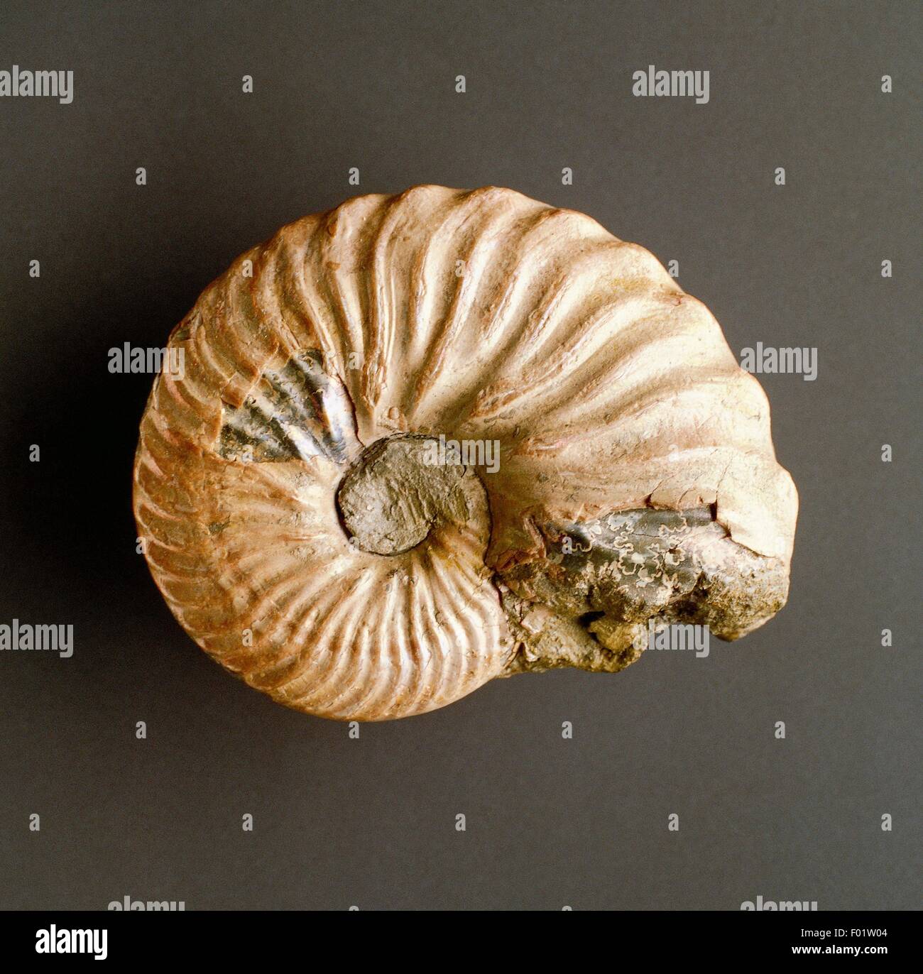 Ammonite fossil, Cephalopoda, Jurassic Stock Photo - Alamy