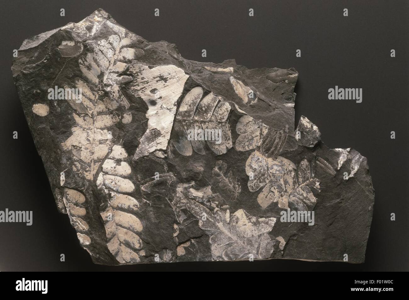 Fossil plants mineralized in talc Stock Photo - Alamy