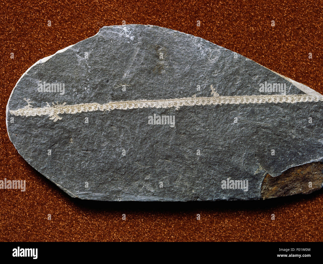 Graptolite hi-res stock photography and images - Alamy