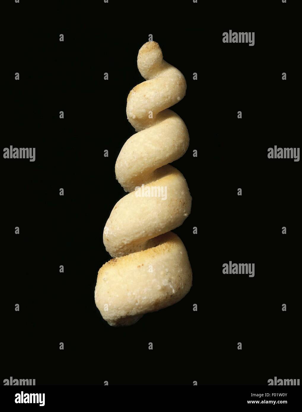 Internal cast of a gastropod Stock Photo - Alamy