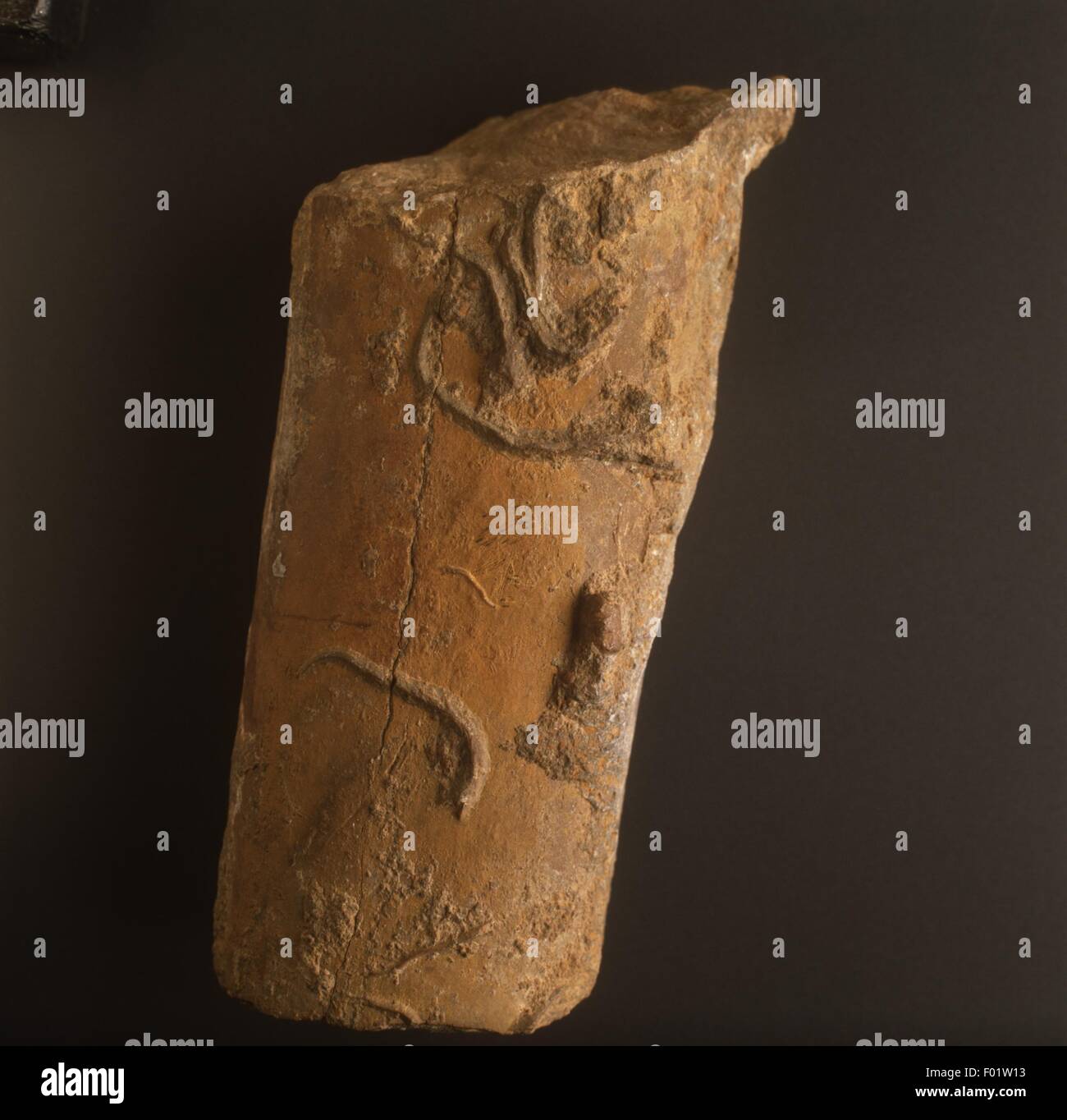 Fossil Belemnoidea, Jurassic period Stock Photo - Alamy