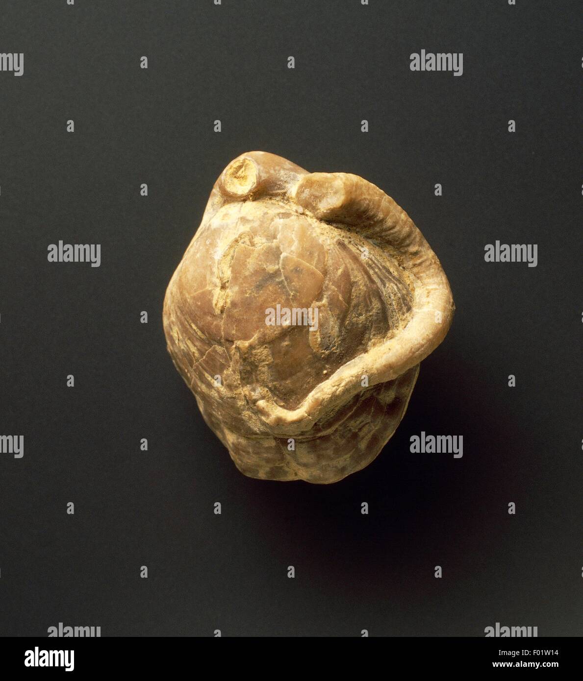 Brachiopod shell hi-res stock photography and images - Alamy