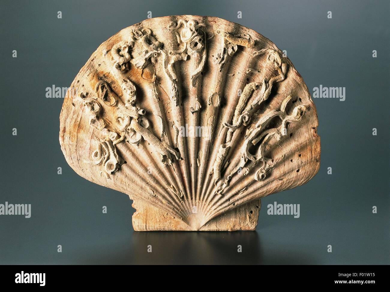 Fossils - Protostomia - Mollusca - Bivalvia - Pectinidae - Neozoic ...