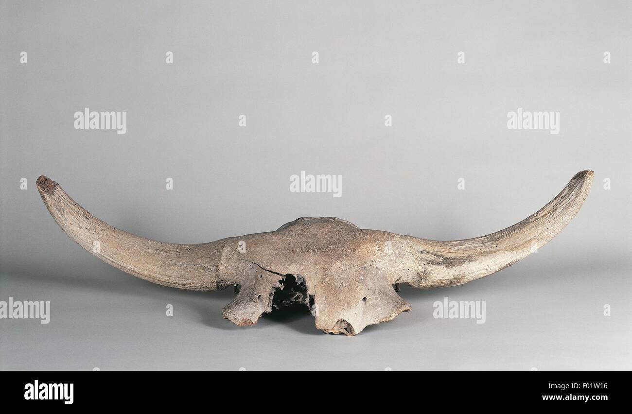 Fossils - Bison skull - Neozoic - United States of America Stock Photo ...