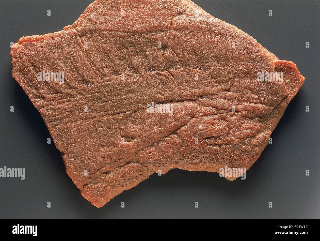 Spriggina floundersi hi-res stock photography and images - Alamy