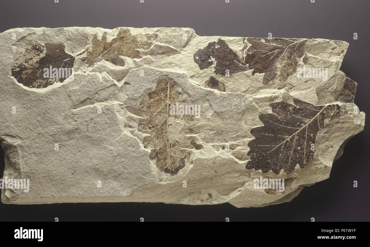 Leaf imprint rock hi-res stock photography and images - Alamy