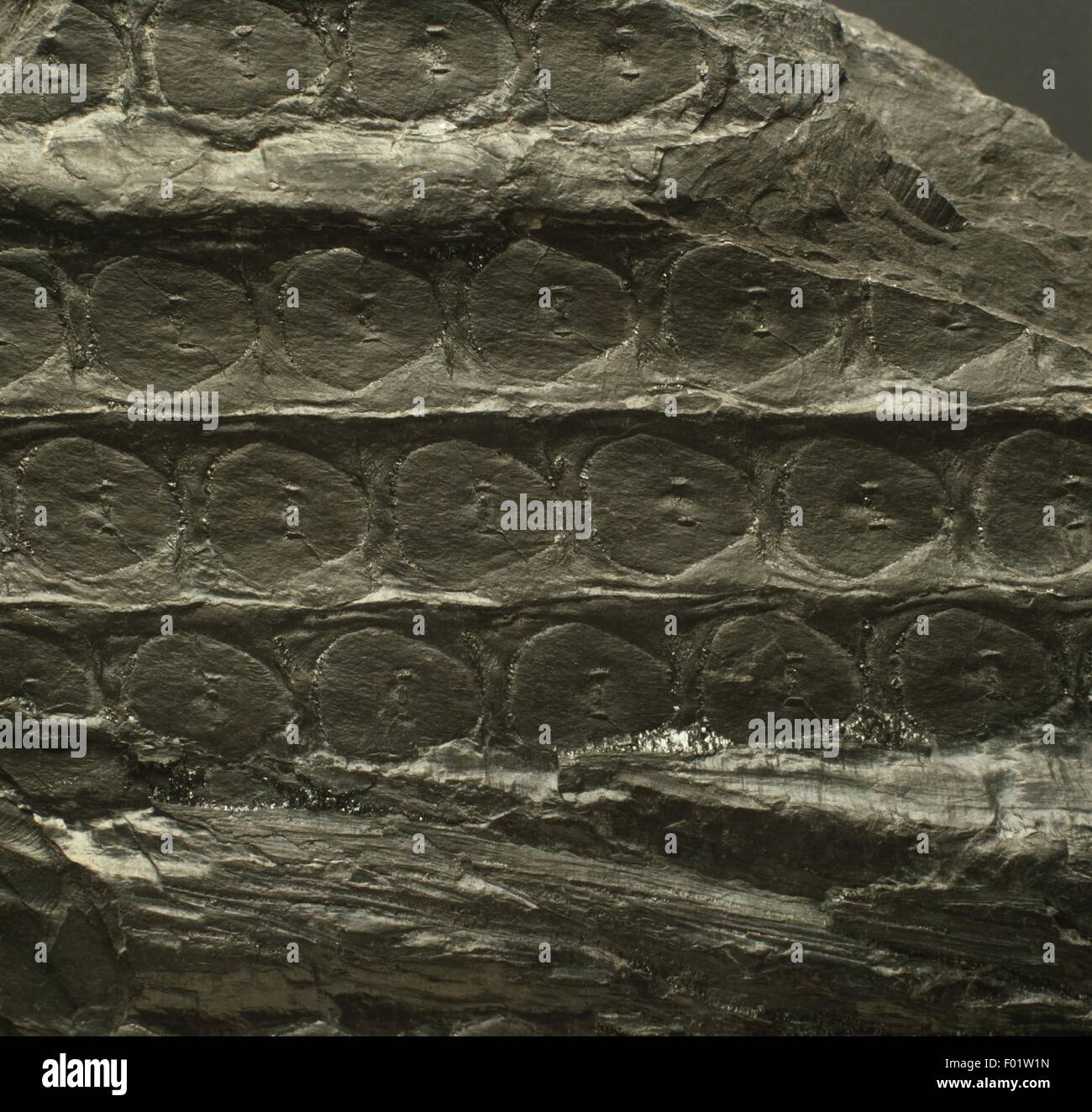 Sigillaria hi-res stock photography and images - Alamy