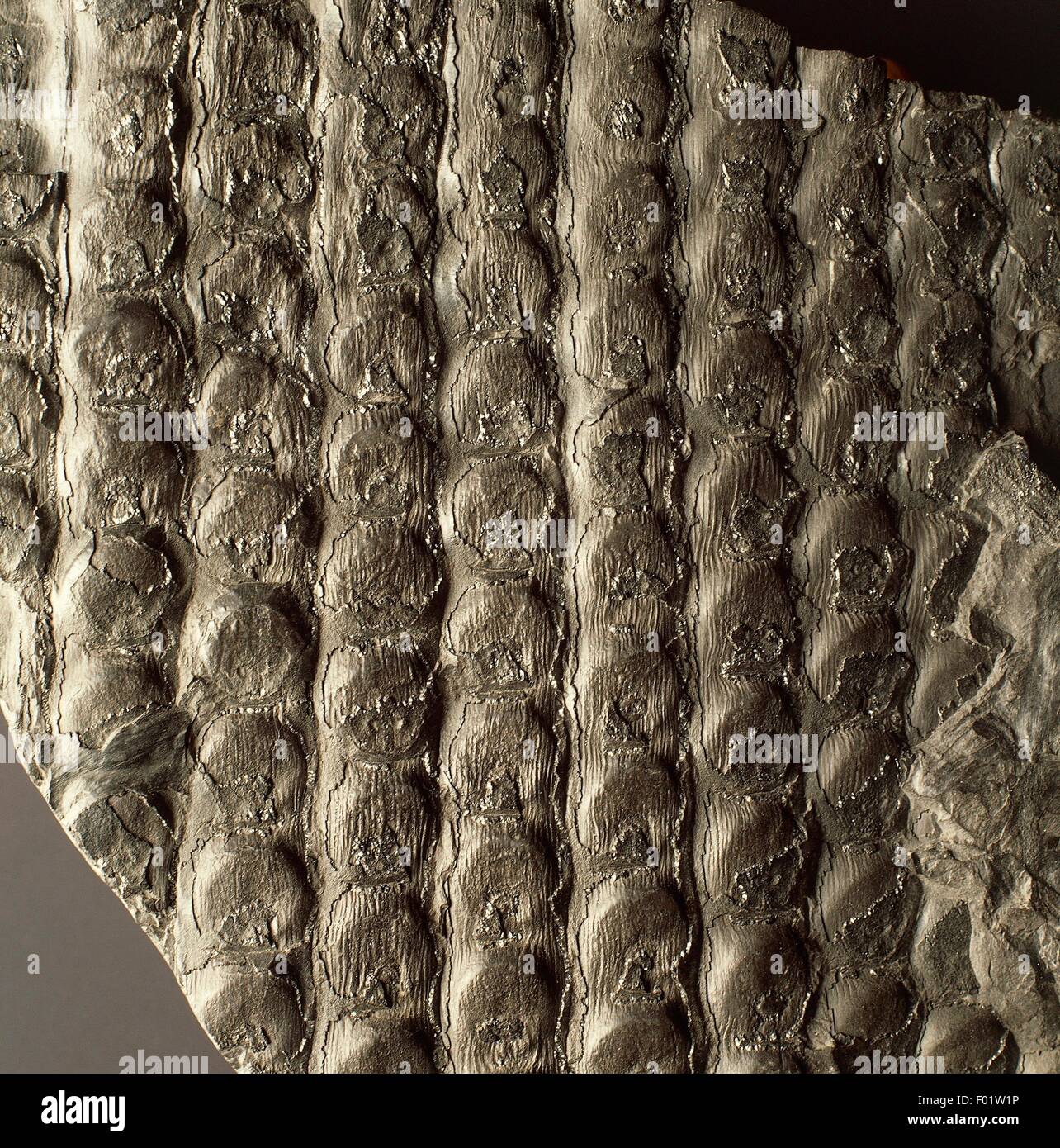 Sigillaria hi-res stock photography and images - Alamy