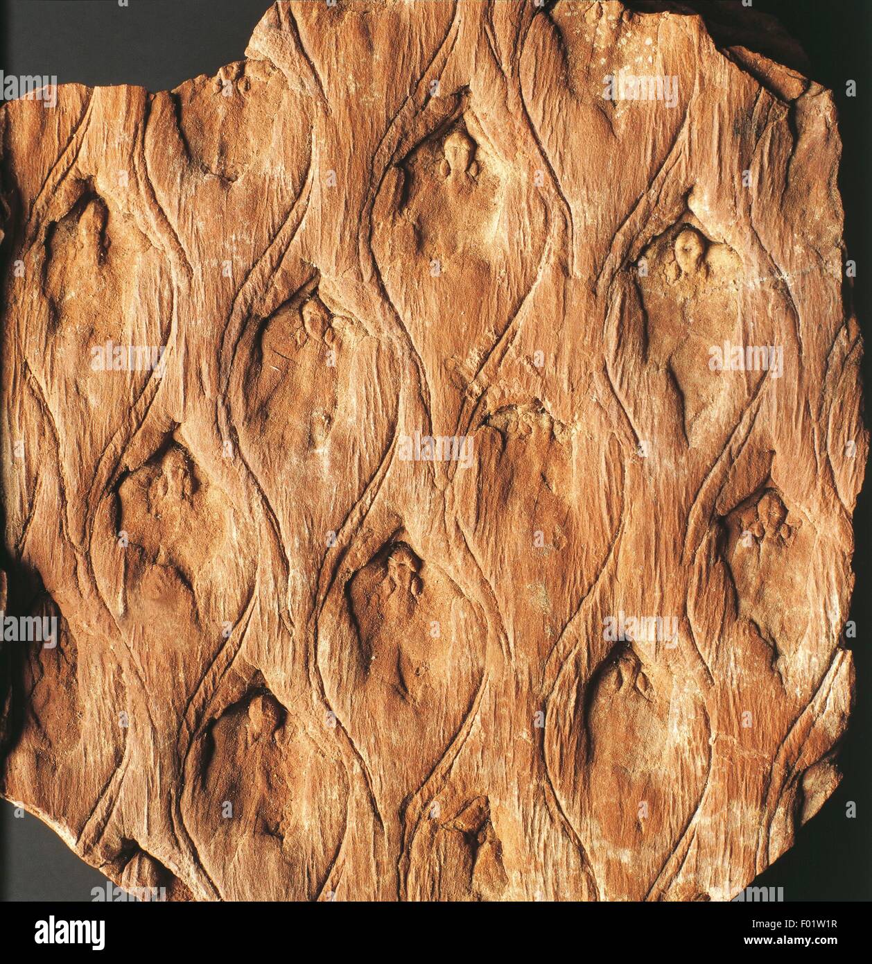 Lepidodendron hi-res stock photography and images - Alamy