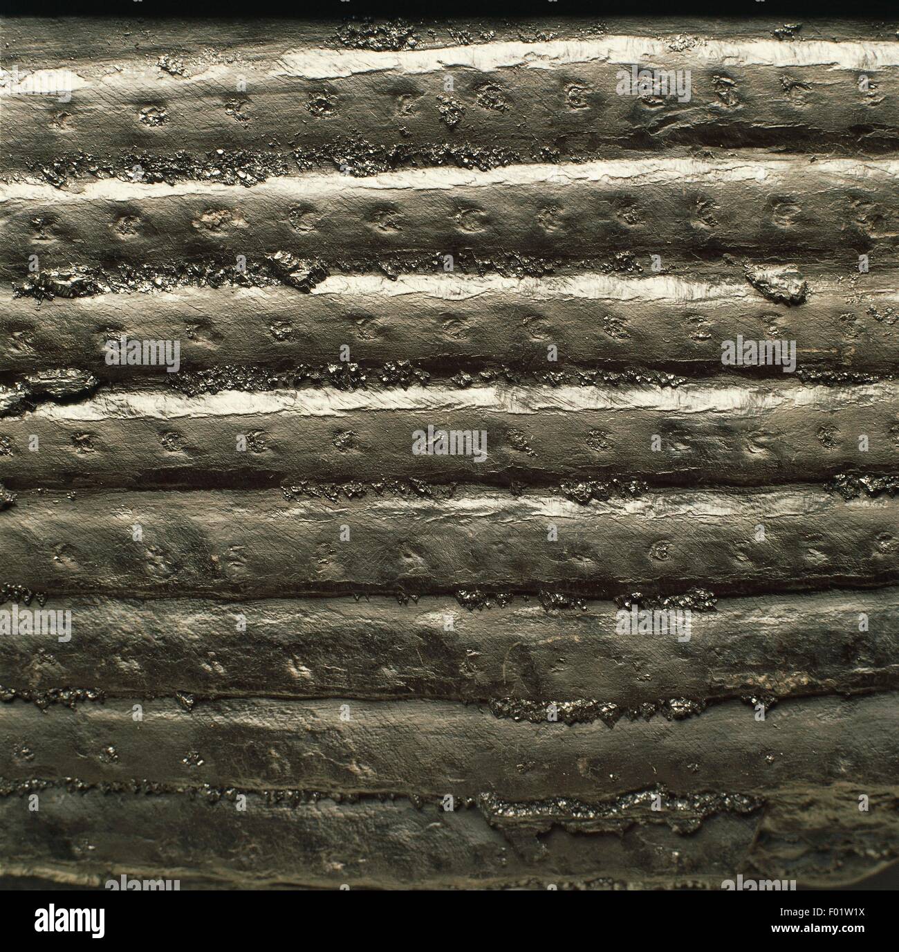 Fossils - Plants - Lycopodiophyta - Isoetopsida - Sigillaria elongata ...