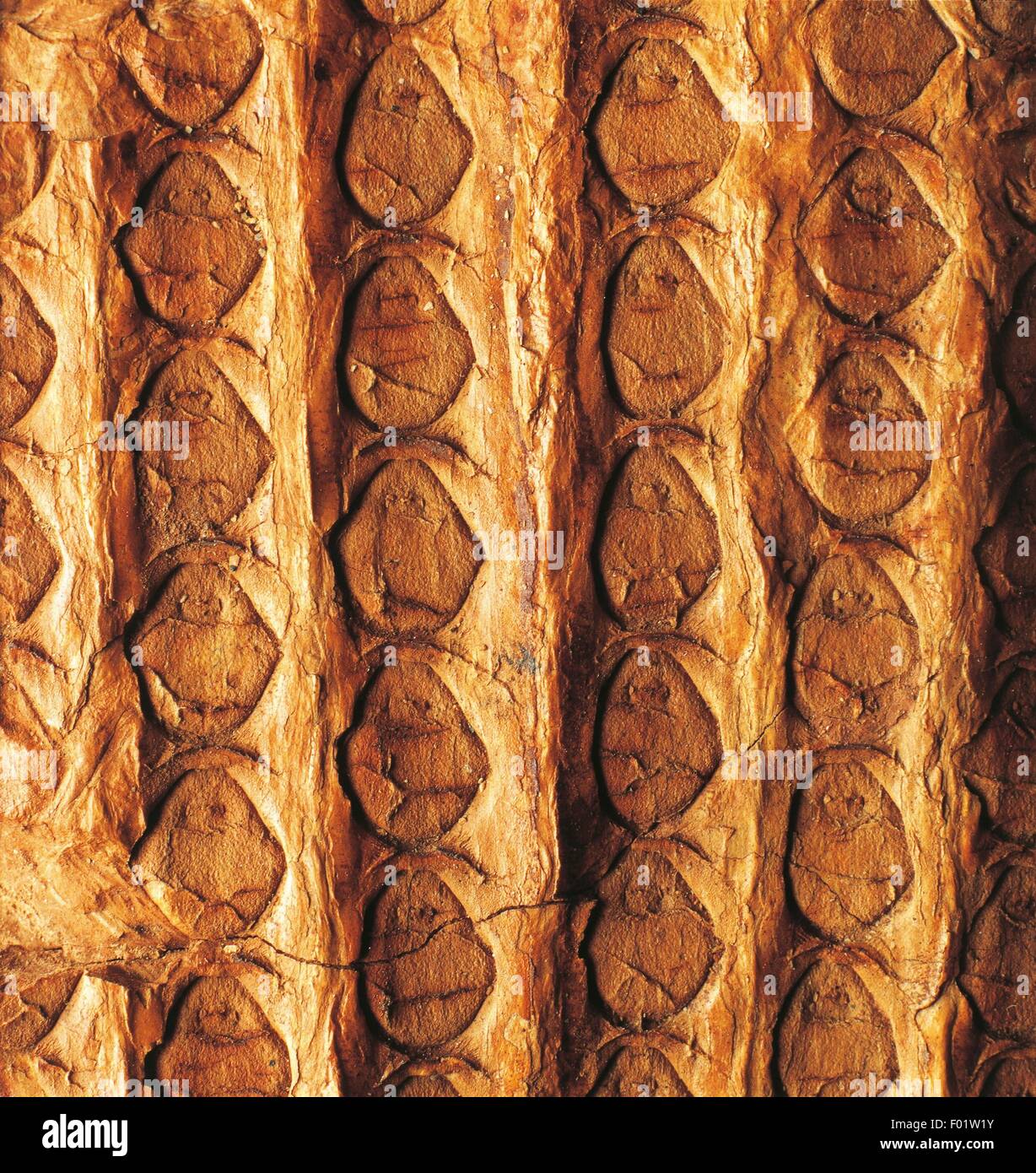 Fossils - Plants - Lycopodiophyta - Isoetopsida - Sigillaria ...