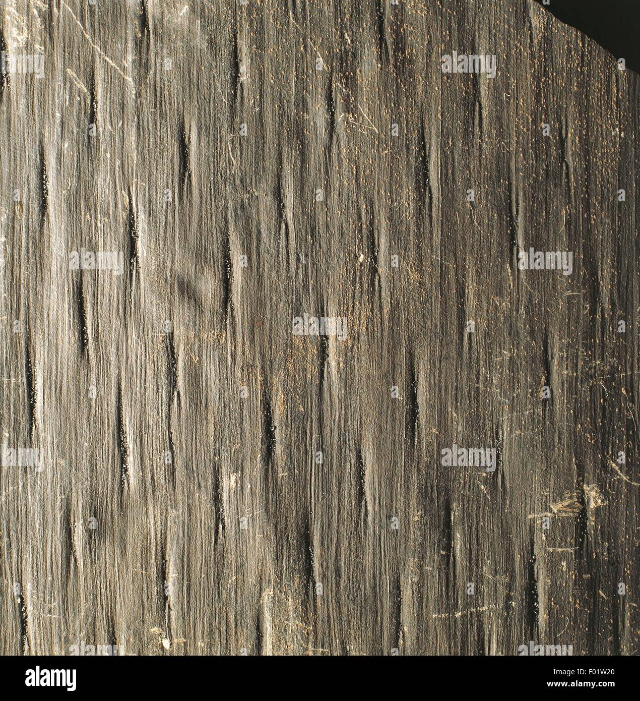 Fossils - Plants - Lycopodiophyta - Isoetopsida - Lepidodendron rimosum ...