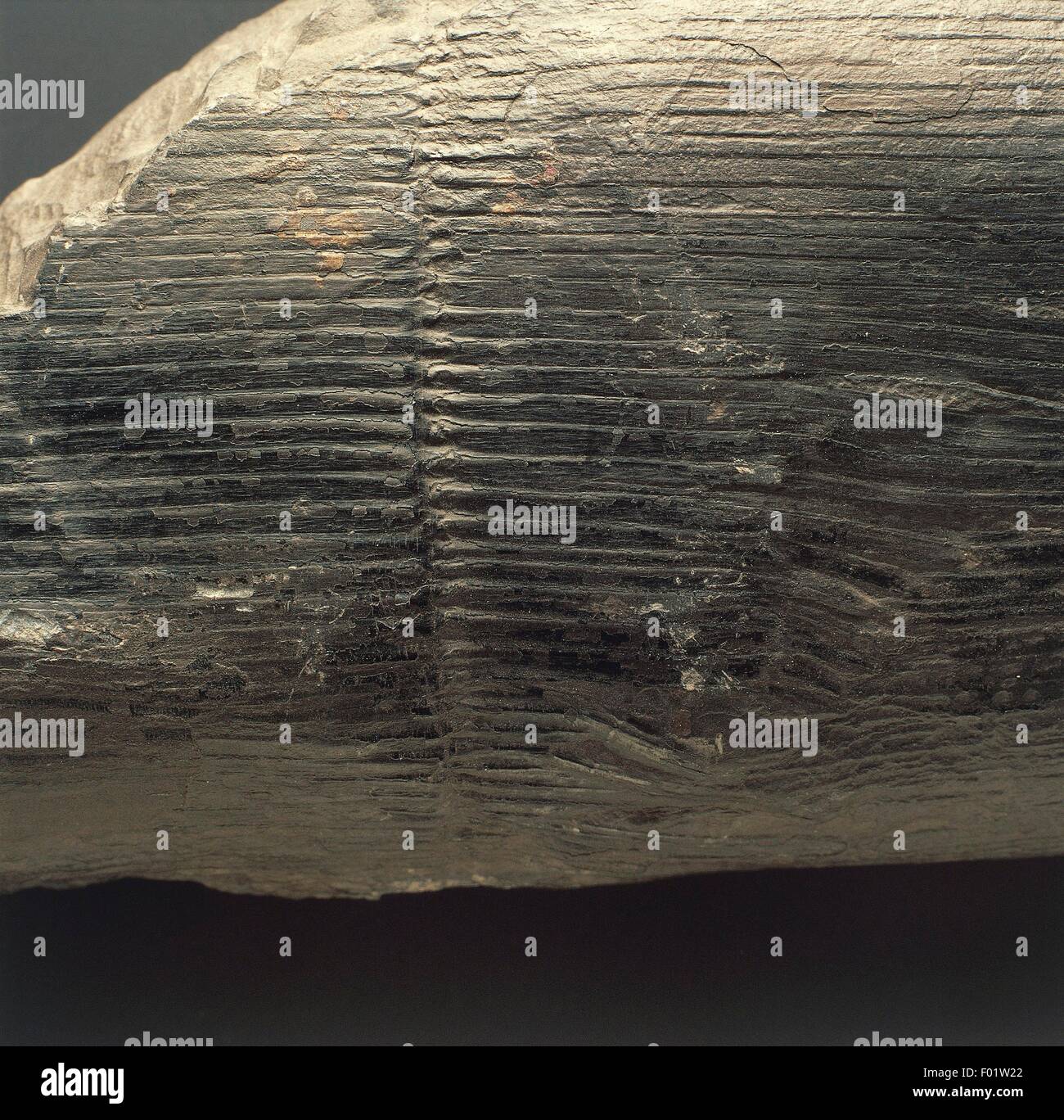 Calamites hi-res stock photography and images - Alamy