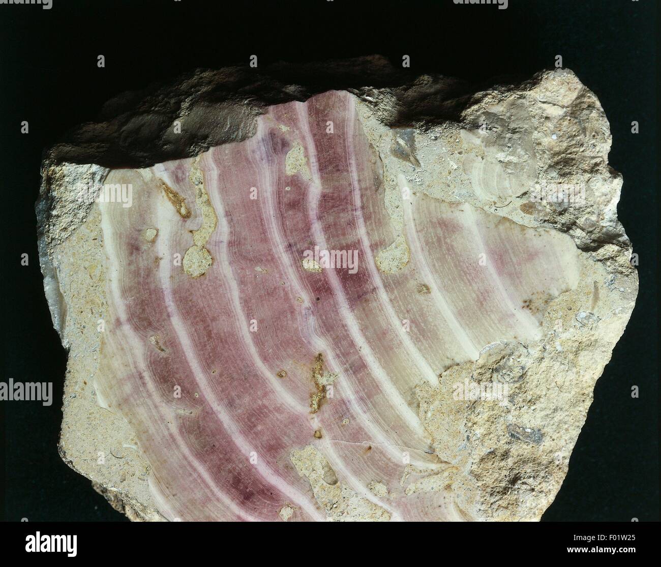 Solenopora hi-res stock photography and images - Alamy