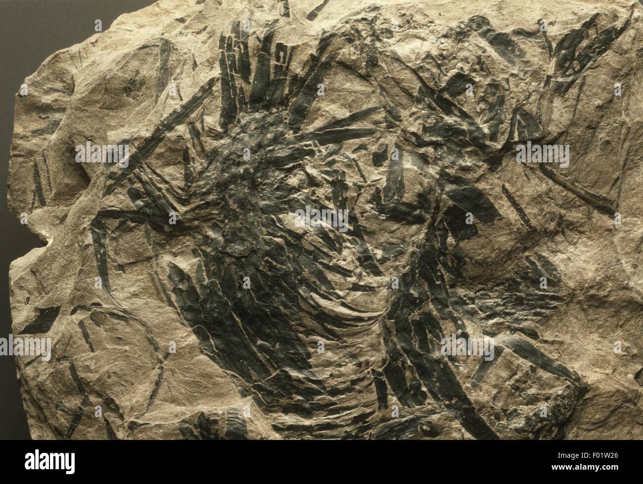 Carboniferous fossil hi-res stock photography and images - Alamy