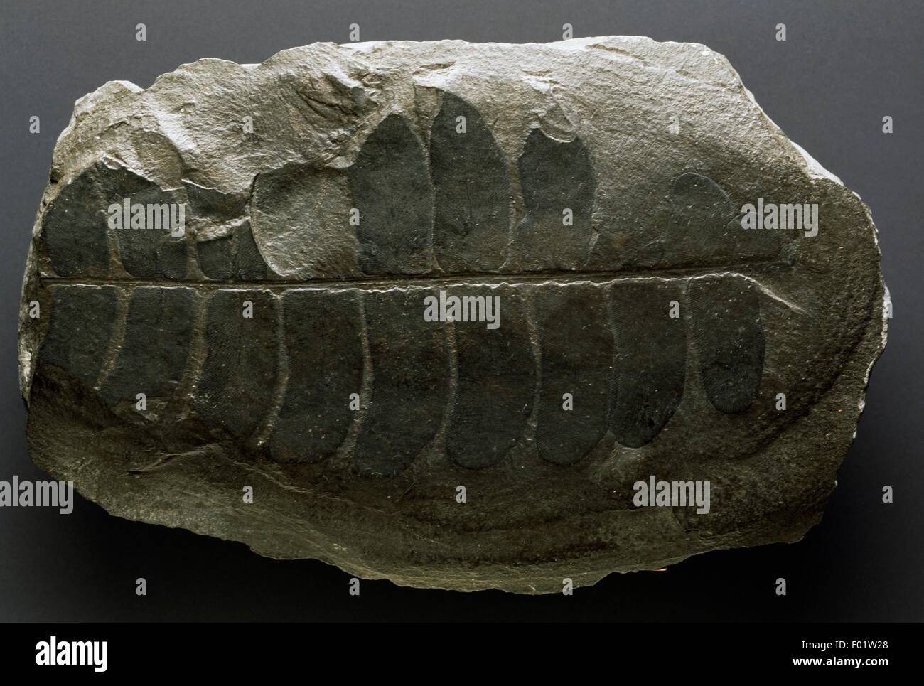 Fossil impression of Neuropteris gigantea seed fern ...