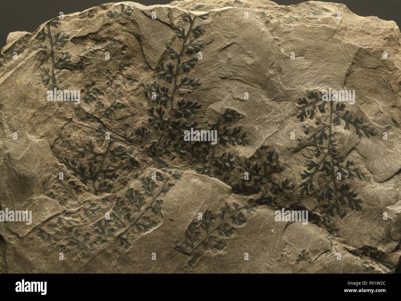 Fossils - Sphenopteris distans, Carboniferous period Stock Photo - Alamy