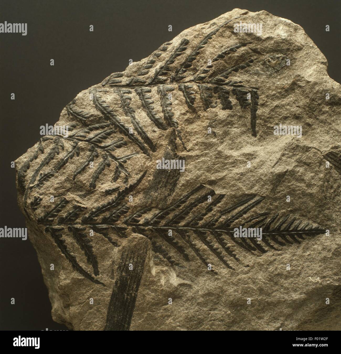 Fossil Pecopteris, Carboniferous period Stock Photo - Alamy