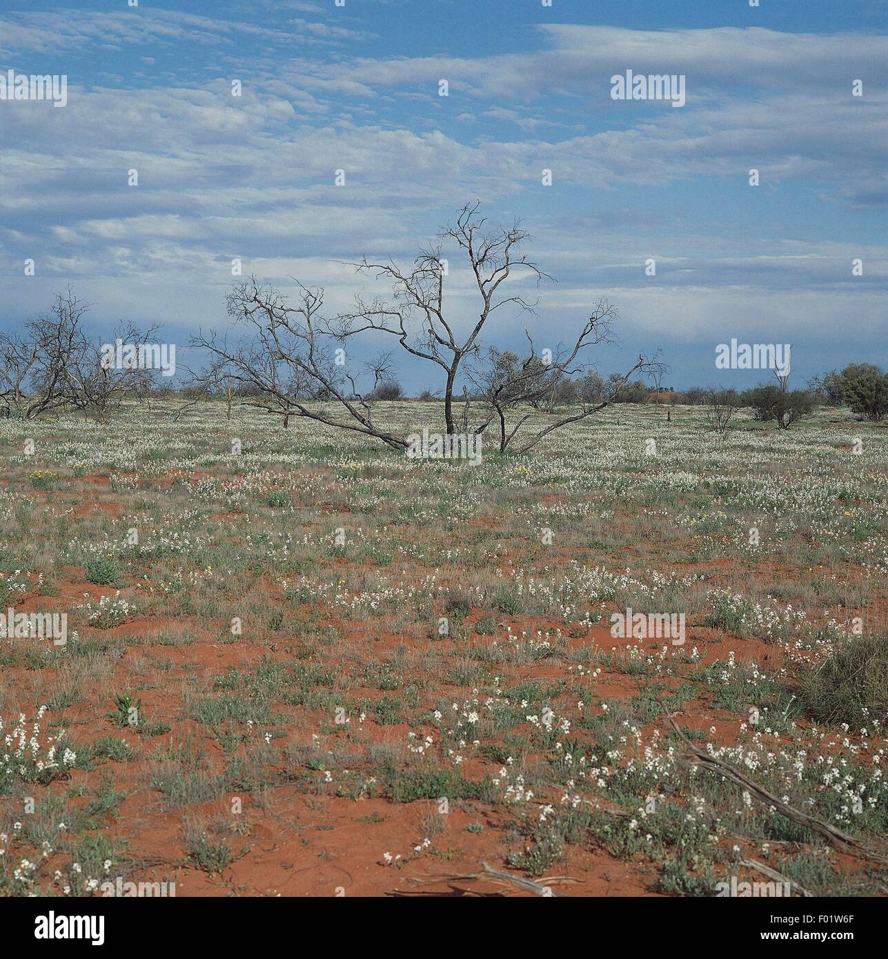 Gibson desert australia hi-res stock photography and images - Alamy