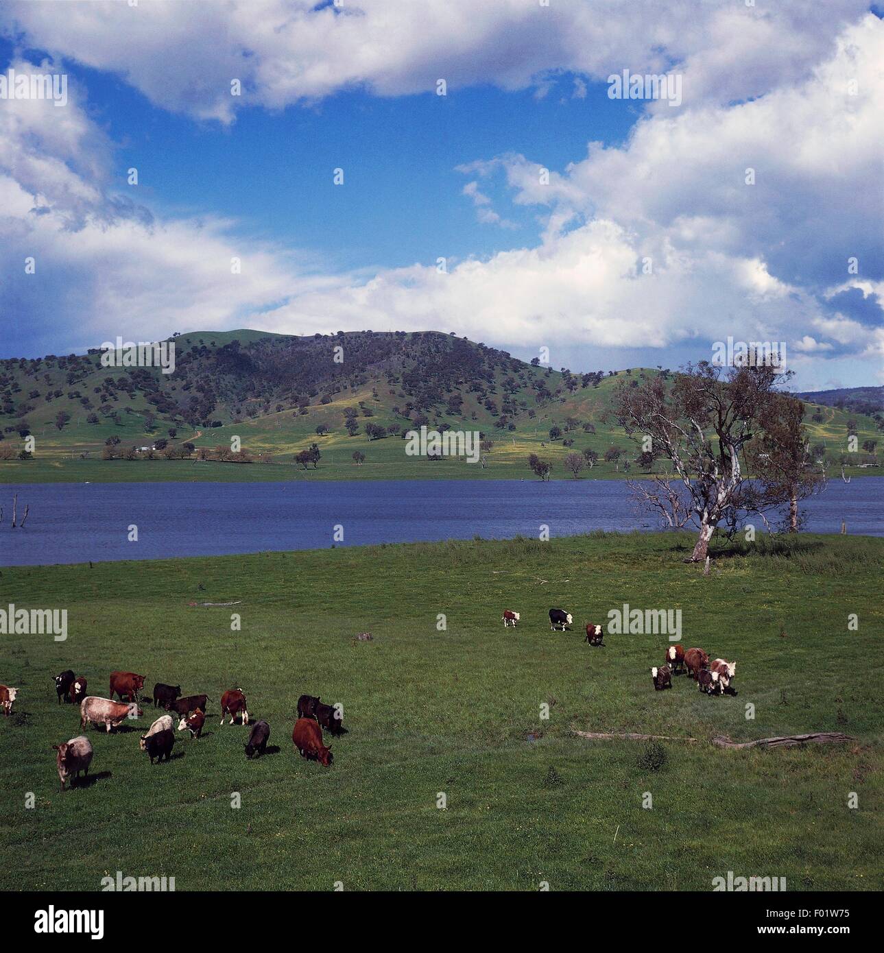 Cows grazing at Lake Hume (Hume reservoir), Great Dividing Range ...