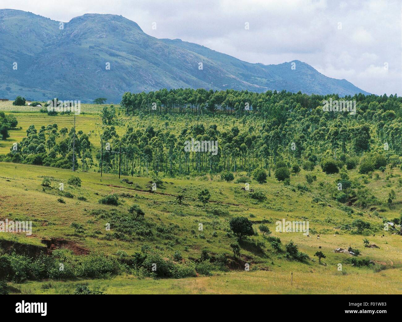Wooded Savannah, Swaziland Stock Photo - Alamy
