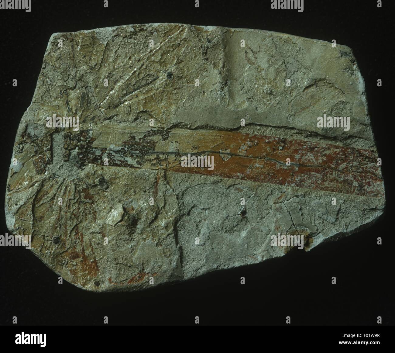 Fossils - Nymphaeaceae, Nelumbium, Cretaceous period Stock Photo - Alamy