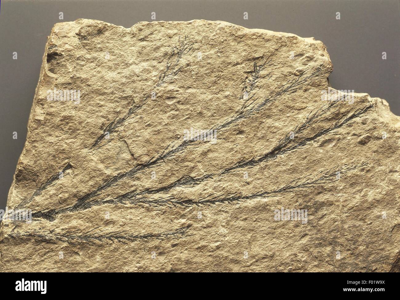 Fossils - Conifers - Pinophyta - Pinopsida - Voltzia - Triassic Stock ...