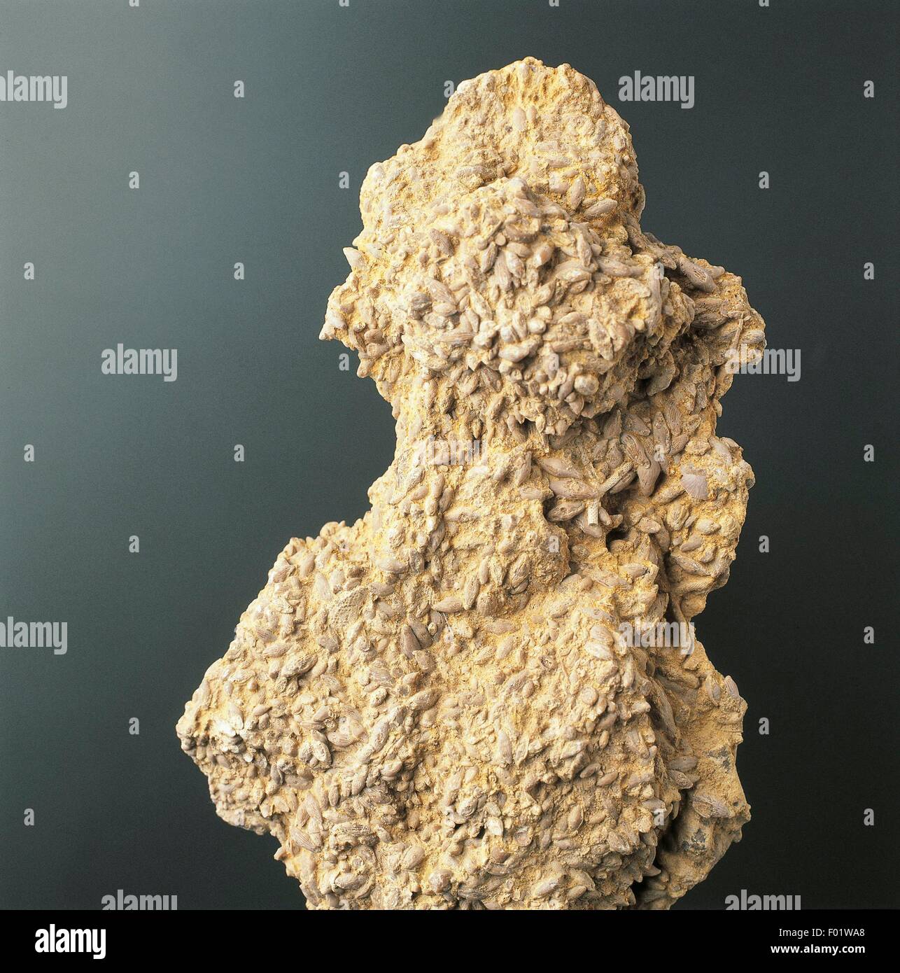 Fossils - Protists - Sarcomastigophora - Foraminifera - Tricites ...