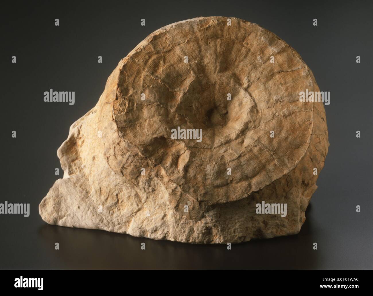 Fossil sponge hi-res stock photography and images - Alamy