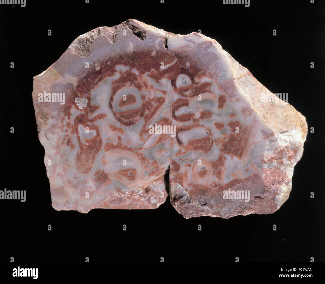 Fossils - Archaeocyatha - Archaeocyatha-shaped limestone - Cambrian ...