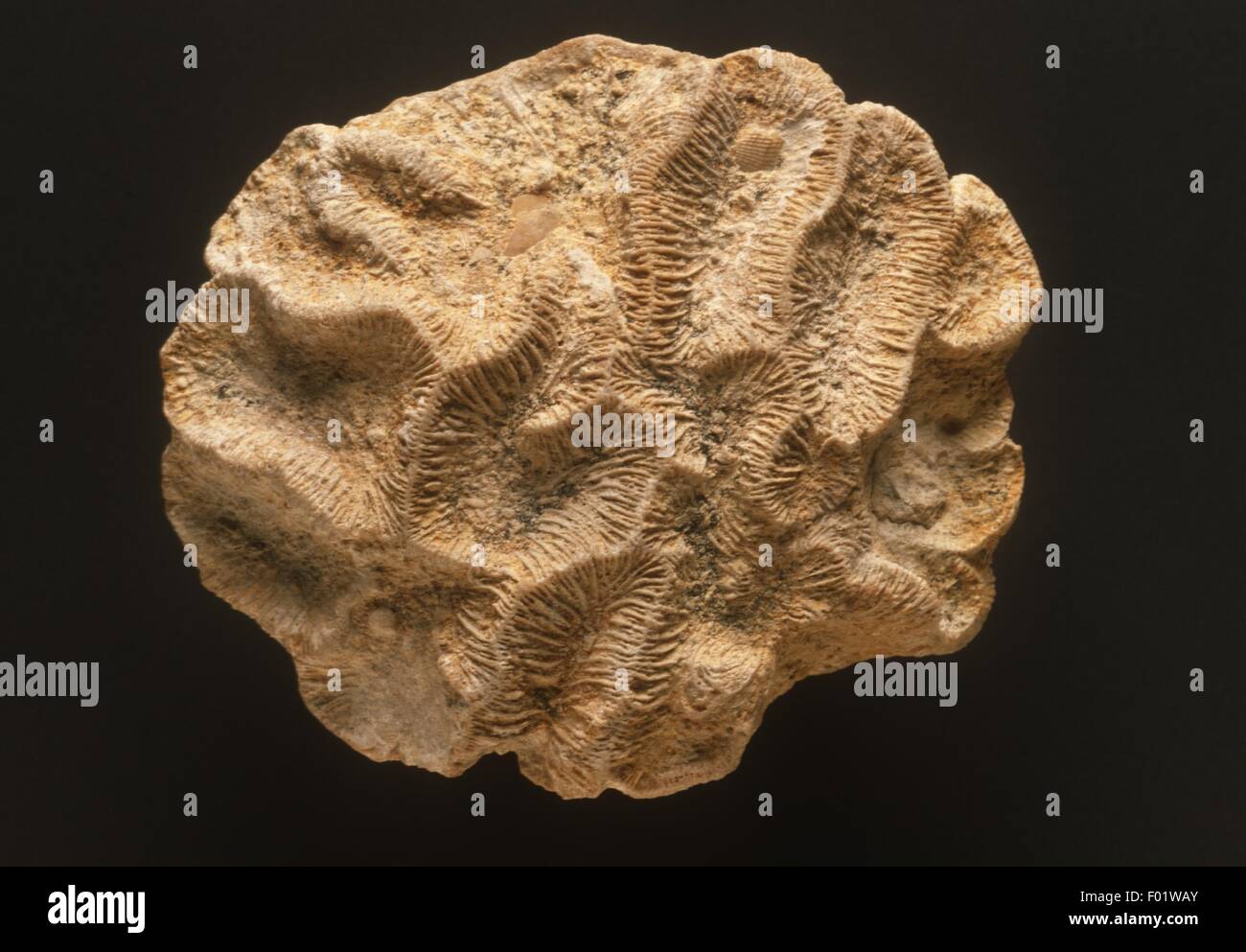 Fossil anthozoa Oulophyllia irradians, Oligocene period Stock Photo - Alamy