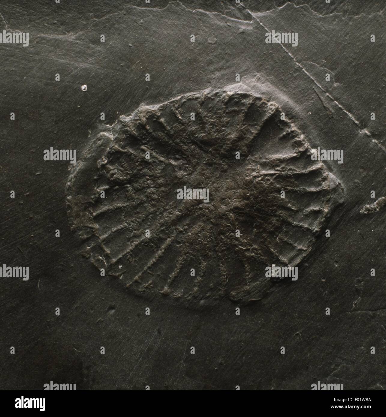 Devonian period fossil hi-res stock photography and images - Alamy