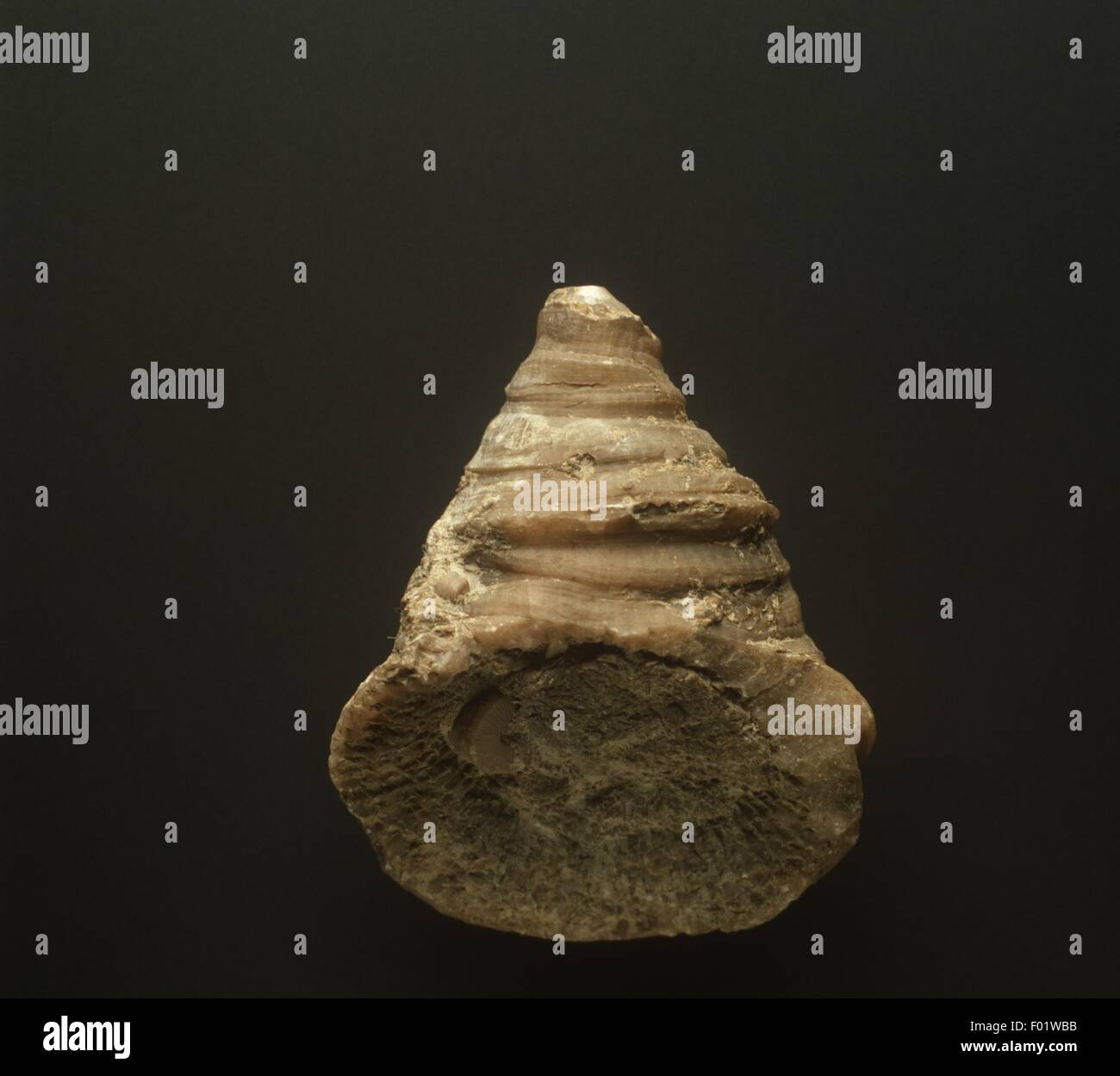 Heliophyllum hi-res stock photography and images - Alamy