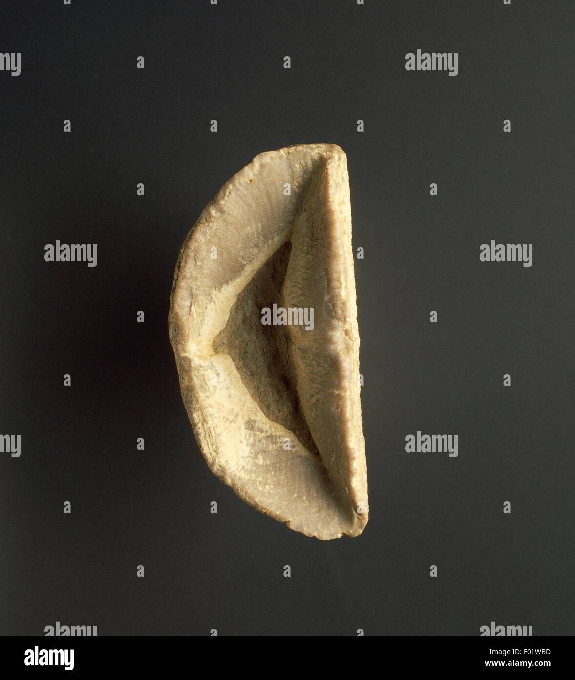 Fossils - Cnidaria - Anthozoa - Rugosa - Tetracoral Calceola sandalina ...