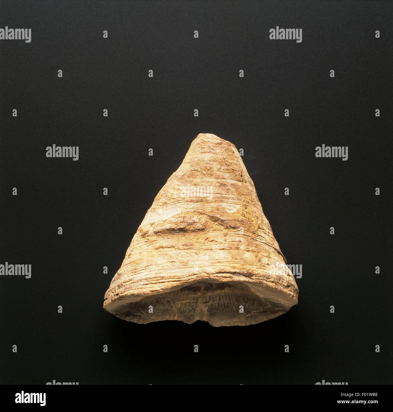 Fossils - Cnidaria - Anthozoa - Rugosa - Tetracoral Calceola sandalina ...