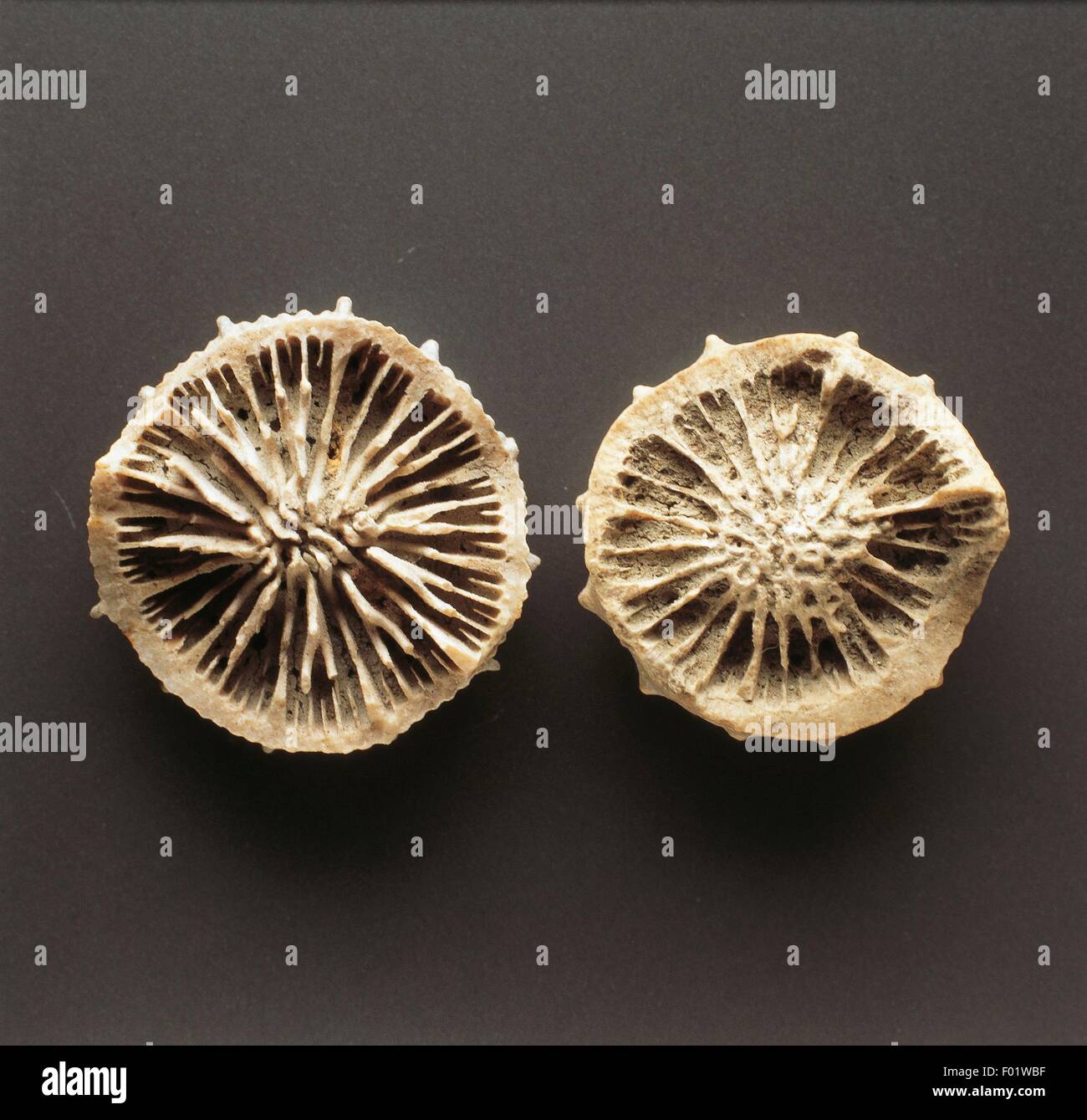 Hexacoral hi-res stock photography and images - Alamy