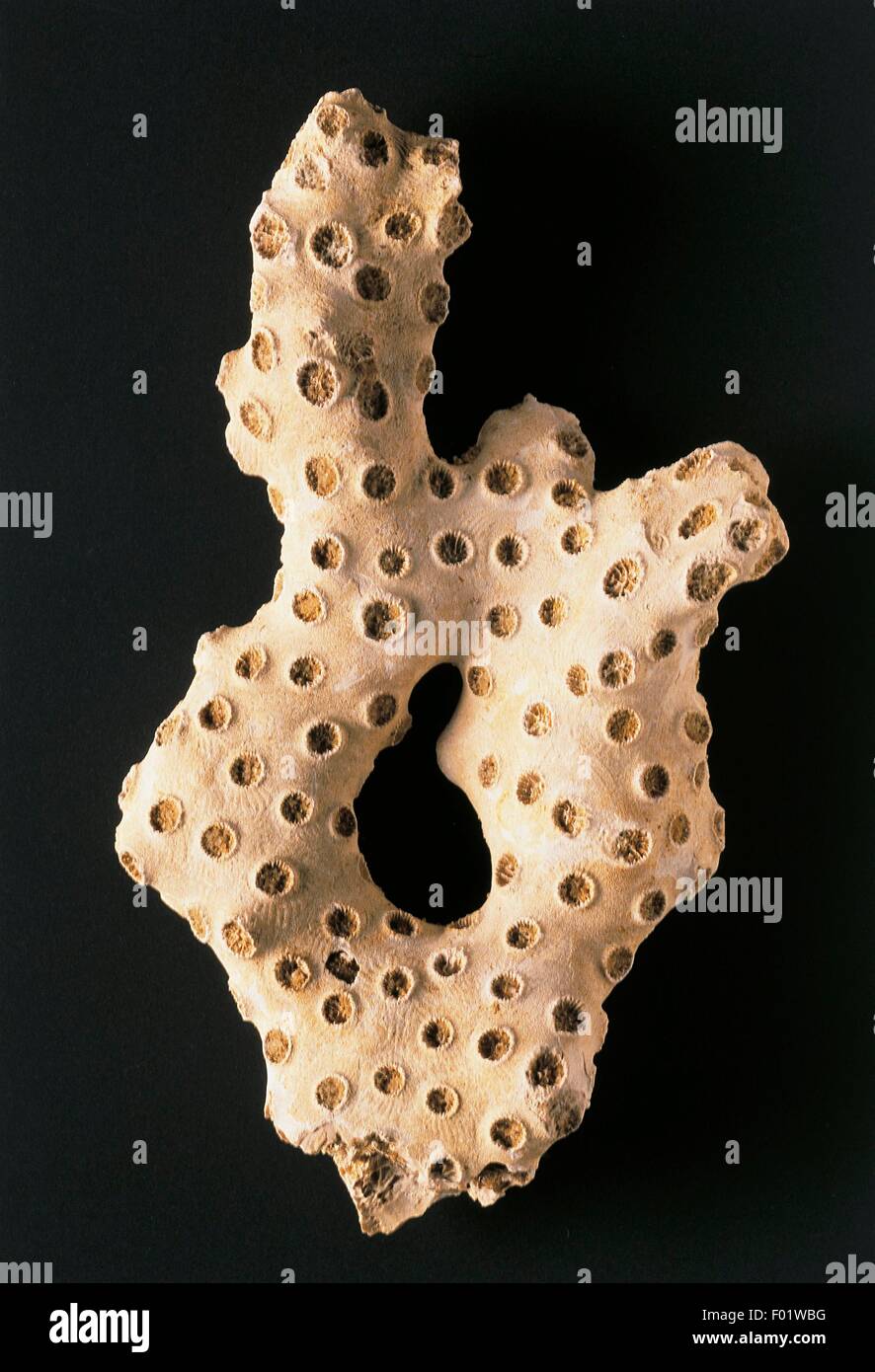 Astrhelia hi-res stock photography and images - Alamy