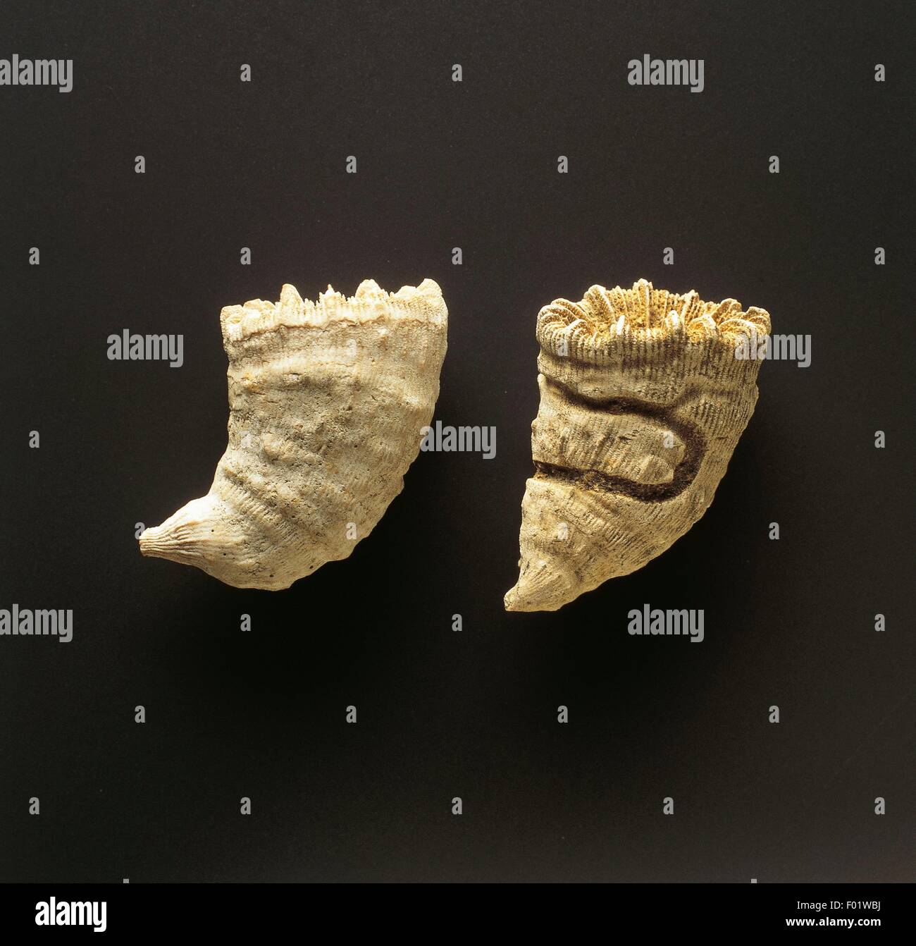 Fossil of Caryophyllia sp stony coral, Anthozoa, Pliocene Stock Photo ...