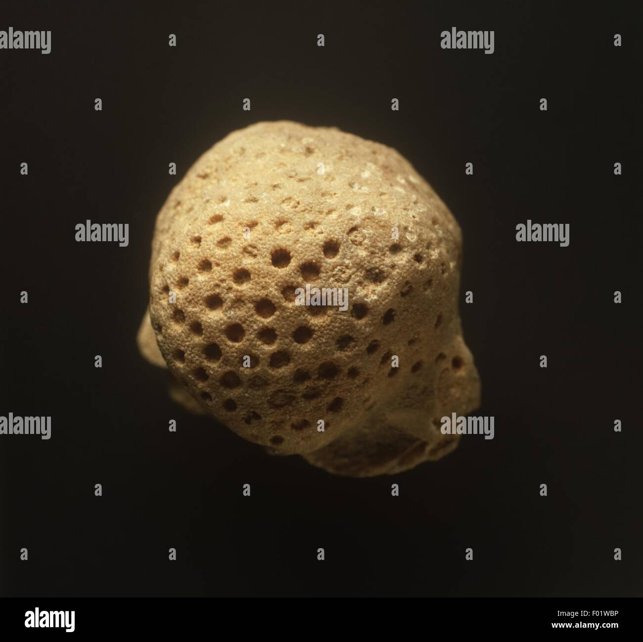 Fossil Heliolites porosus, Devonian period Stock Photo - Alamy