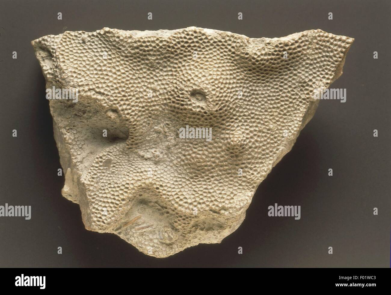Fossils - Cnidaria - Anthozoa - Tabulata - Hexacoral Favosites ...