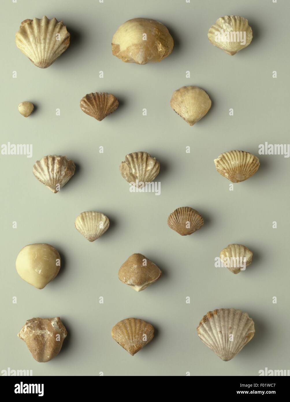 Brachiopod shell hi-res stock photography and images - Alamy