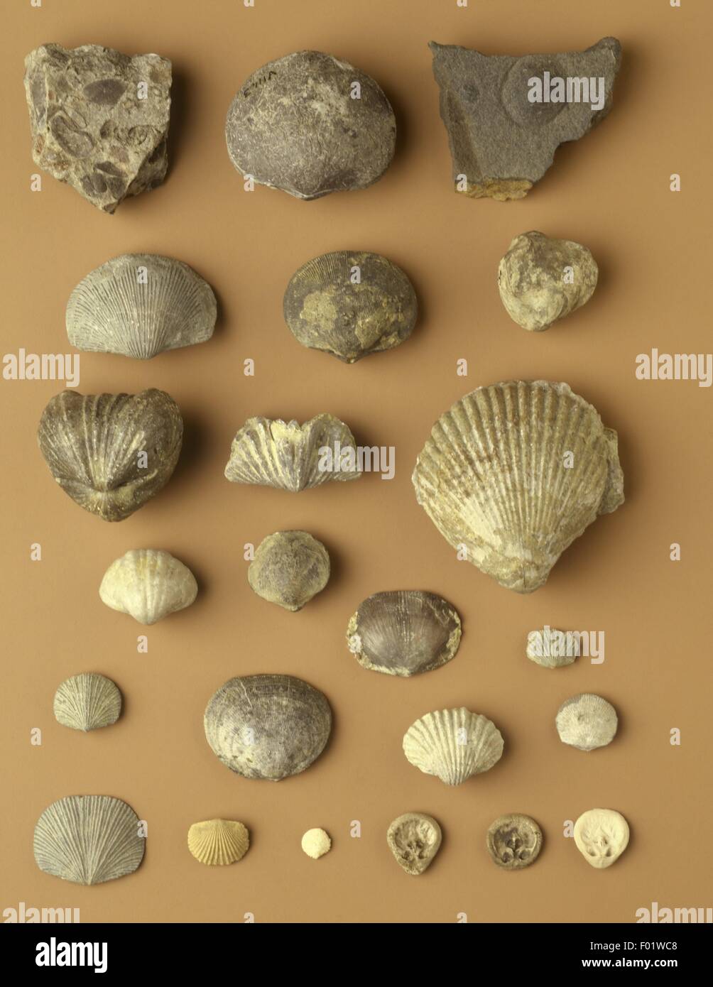 Brachiopod shell hi-res stock photography and images - Alamy